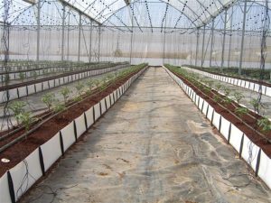 Trough system pictures | Mapal - Horticulture Hydroponics Soilless ...