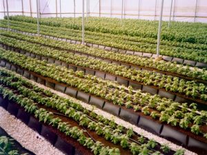 Trough Systems | Mapal - Horticulture Hydroponics Soilless Drainage Systems