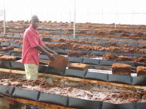 Trough system pictures | Mapal - Horticulture Hydroponics Soilless ...