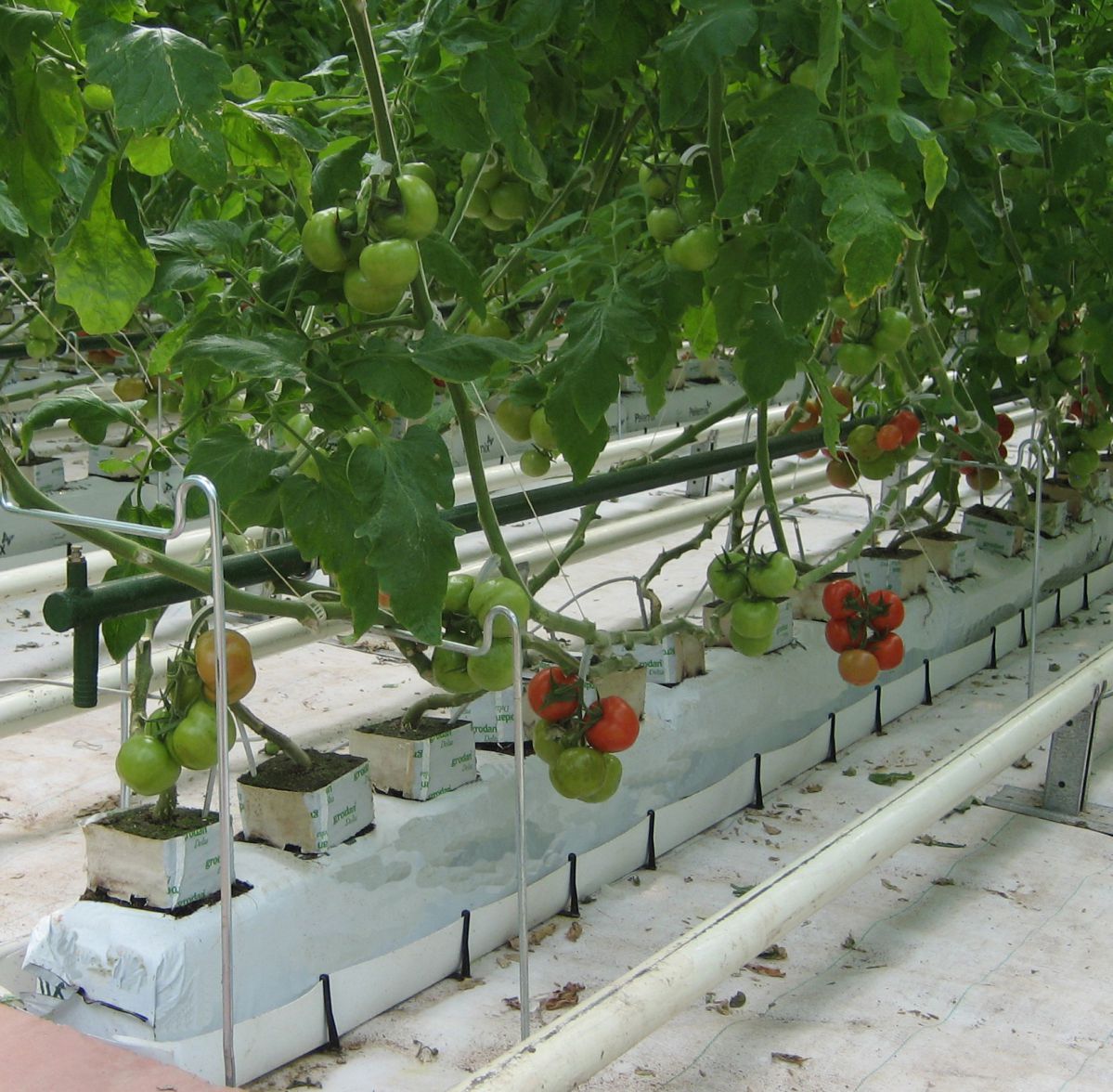Grow bag Drainage Collection Systems | Mapal - Horticulture Hydroponics ...
