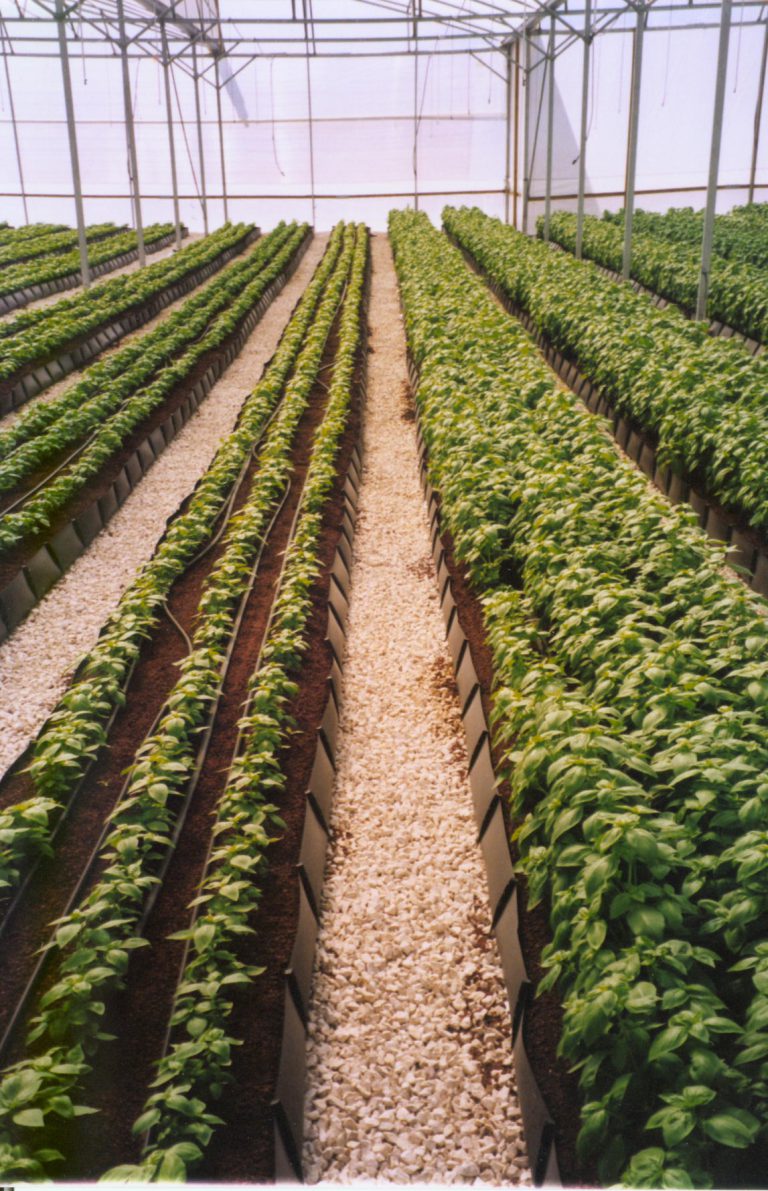 Trough system pictures | Mapal - Horticulture Hydroponics Soilless ...