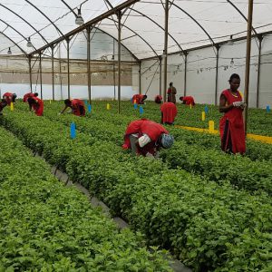 Trough system pictures | Mapal - Horticulture Hydroponics Soilless ...