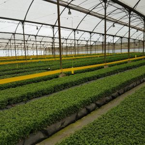 Trough system pictures | Mapal - Horticulture Hydroponics Soilless ...