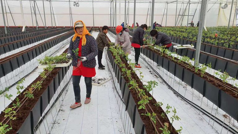 Trough system pictures | Mapal - Horticulture Hydroponics Soilless ...