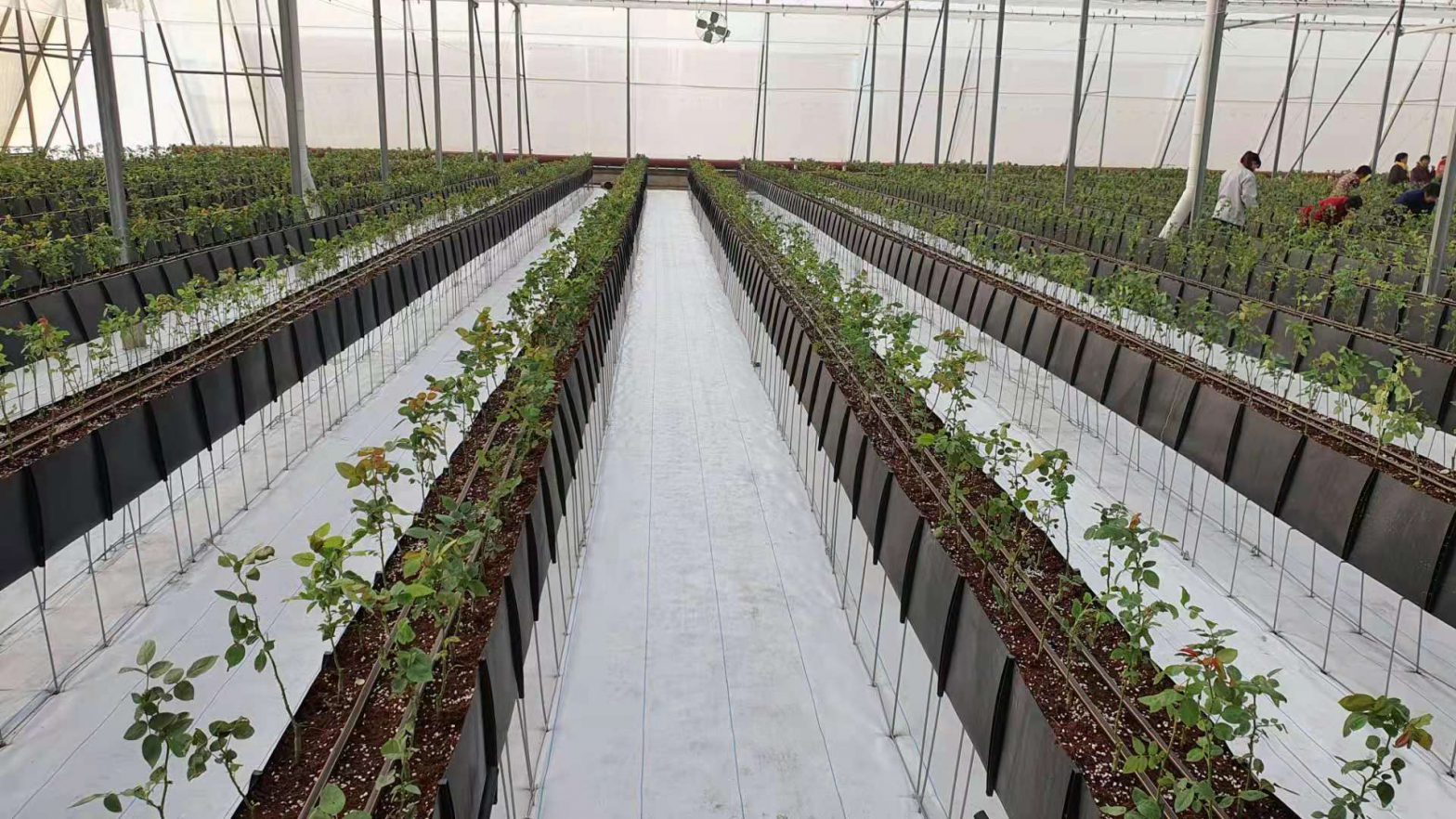 Trough system pictures | Mapal - Horticulture Hydroponics Soilless ...