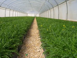 Trough system pictures | Mapal - Horticulture Hydroponics Soilless ...