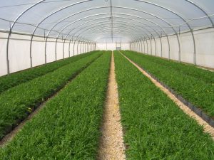 Trough system pictures | Mapal - Horticulture Hydroponics Soilless ...