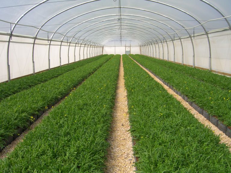 Trough system pictures | Mapal - Horticulture Hydroponics Soilless ...