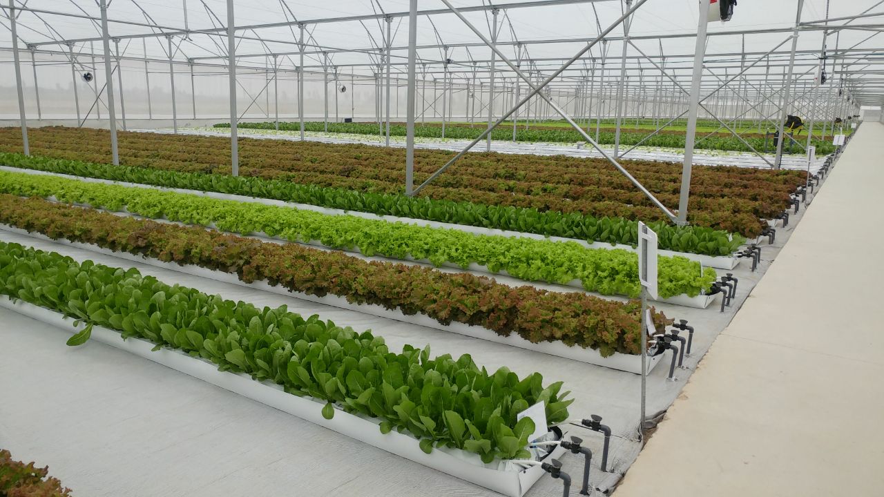 Gallery | Mapal - Horticulture Hydroponics Soilless Drainage Systems