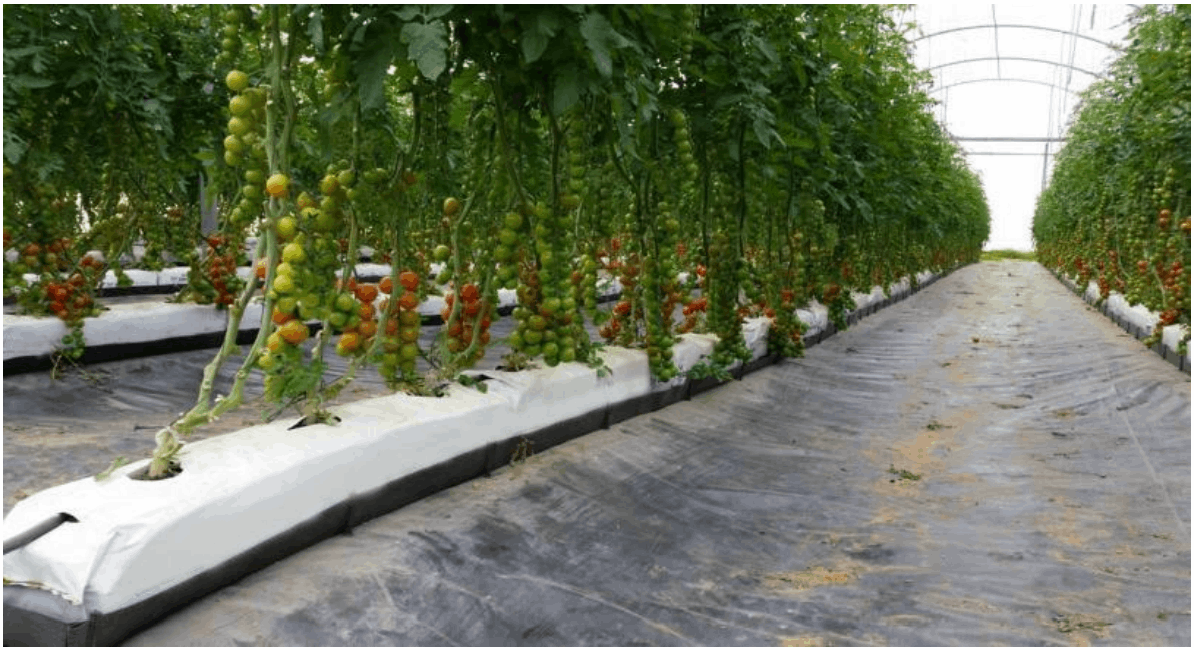 Mapal range of spacers for the Vegetables Growers | MAPAL AGRO